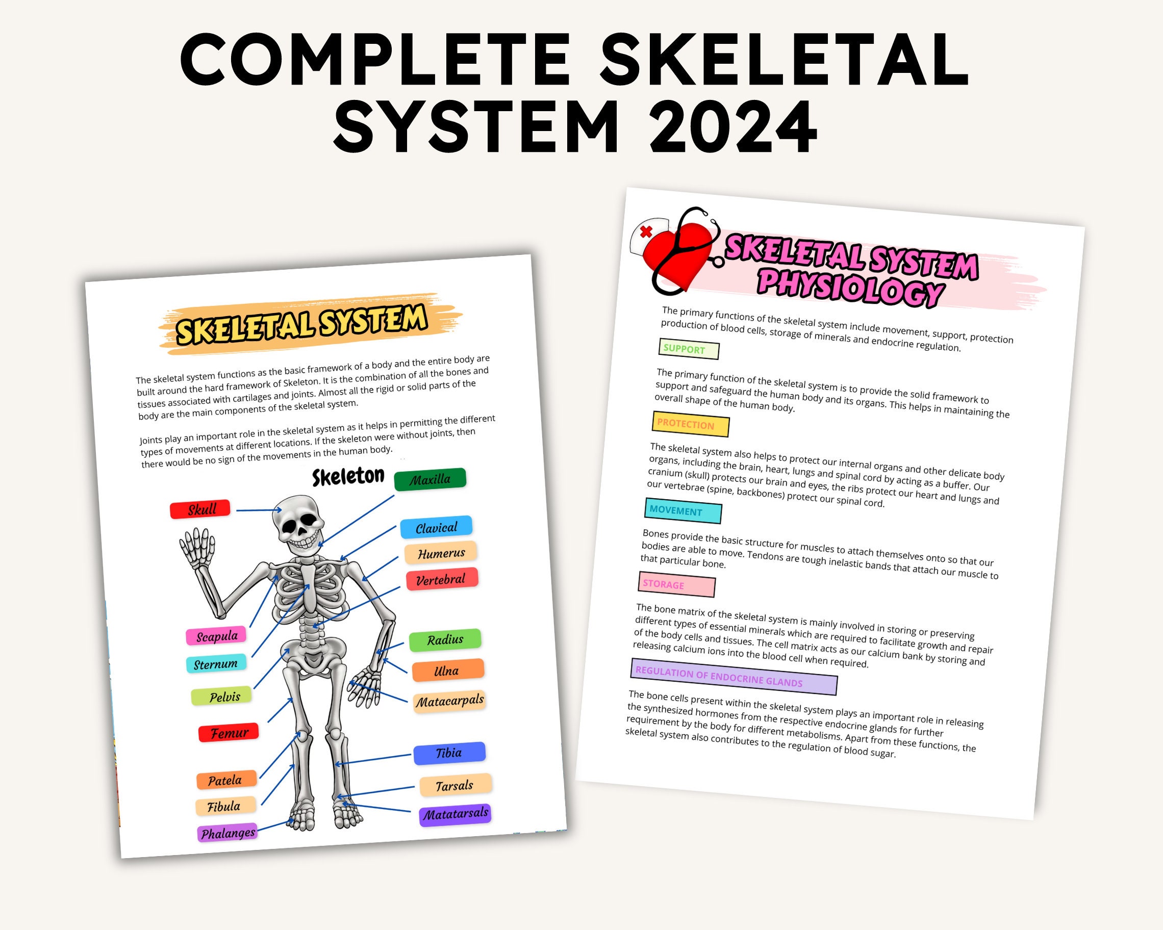Skeletal System Notes: Anatomy Diagrams & Cheat Sheet (PDF) - Etsy