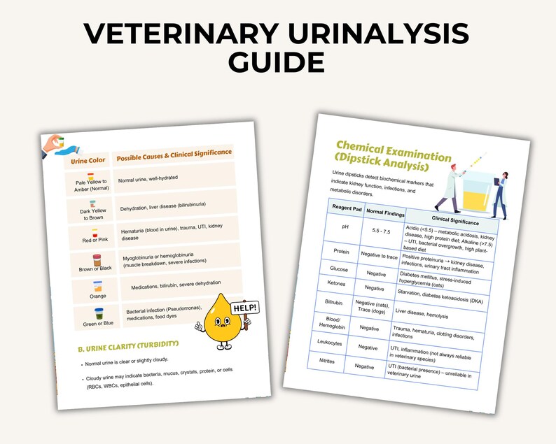Veterinary Urinalysis Guide: Vet Tech & Student Notes (digital Download ...