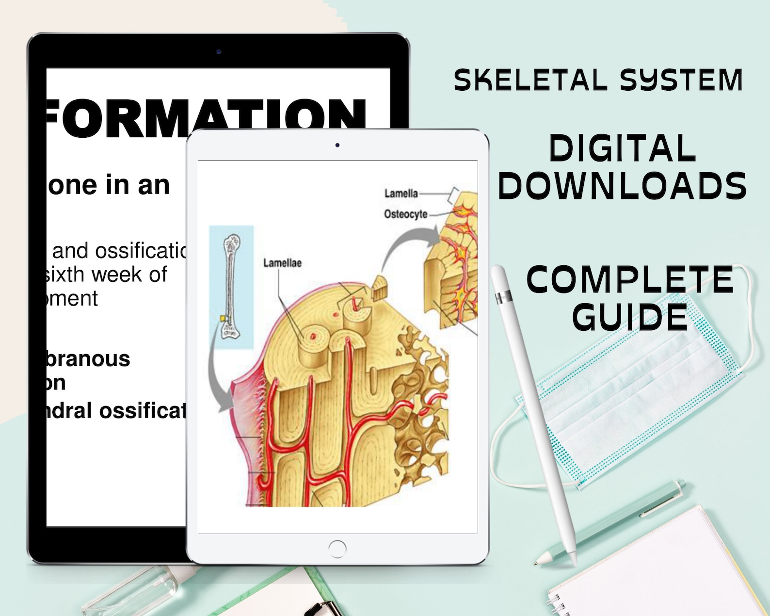 Skeletal System Notes: Anatomy Diagrams & Cheat Sheet (PDF) - Etsy