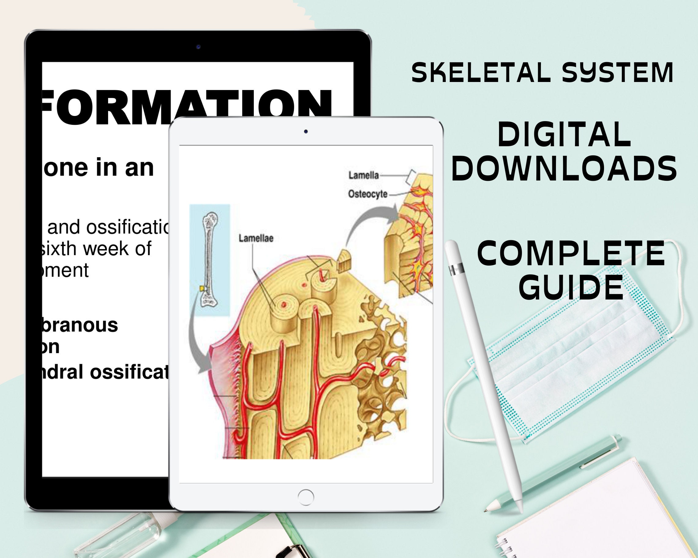 Skeletal System Notes: Anatomy Diagrams & Cheat Sheet (PDF) - Etsy