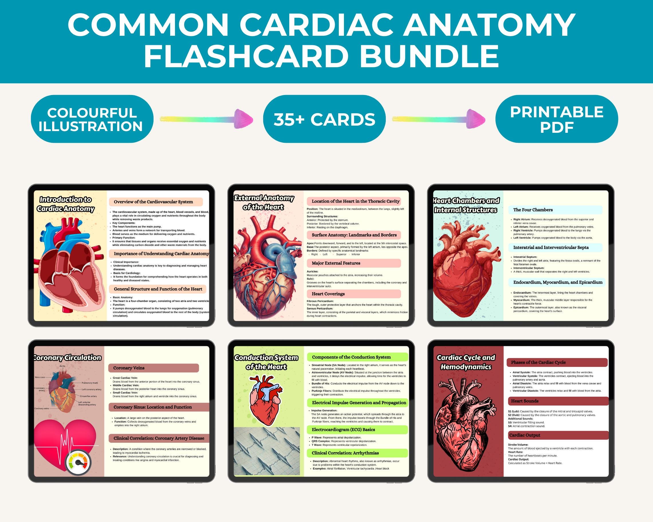 Cardiac Anatomy Flashcards | Cardiovascular System | Heart Anatomy ...