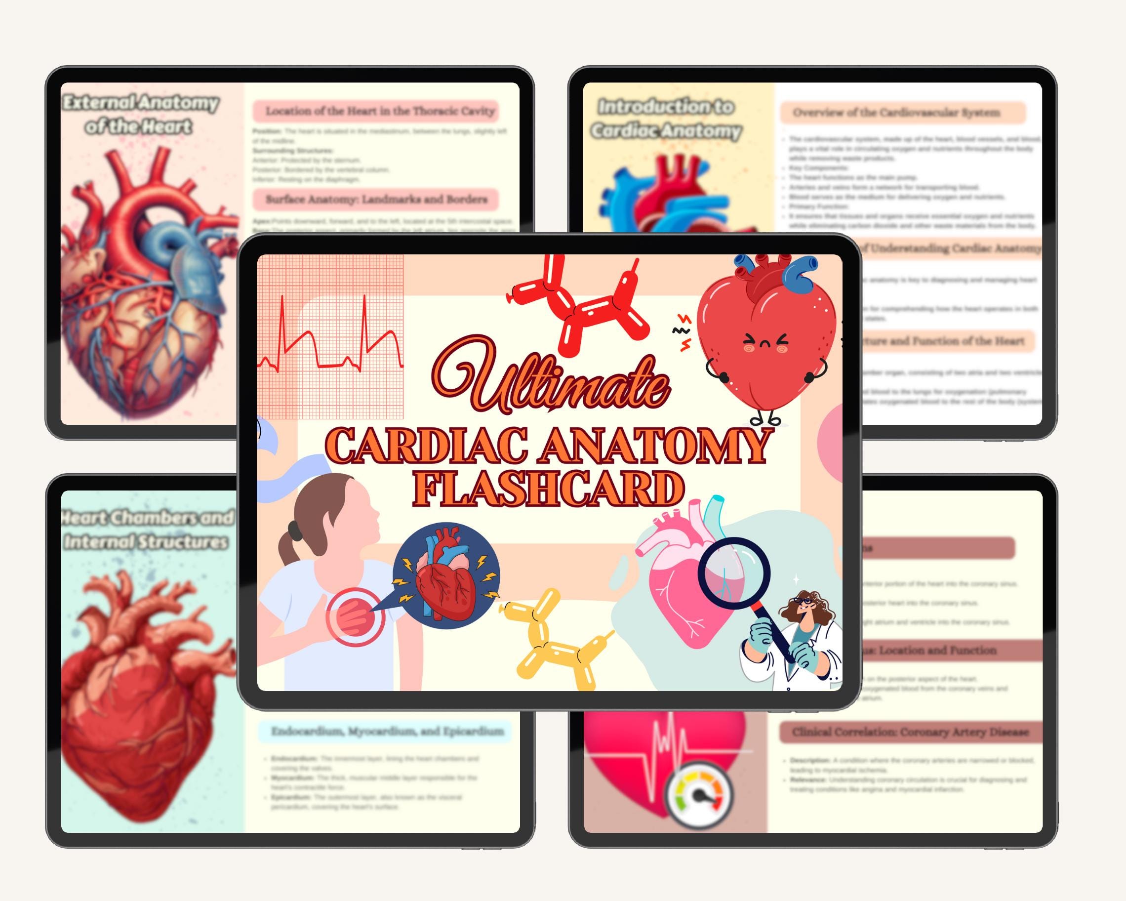 Cardiac Anatomy Flashcards | Cardiovascular System | Heart Anatomy ...