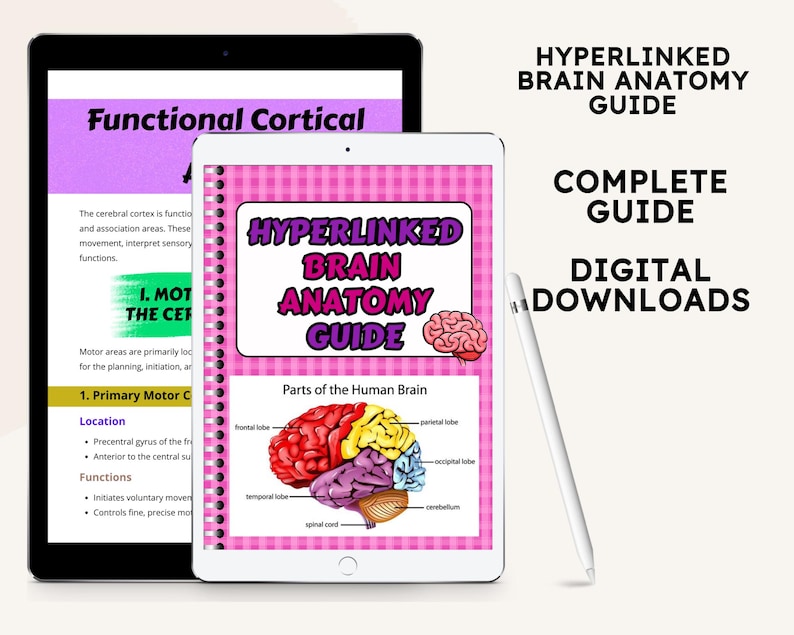 Brain Regions and Their Functions, Brain Anatomy Guide, Neuropsychology ...