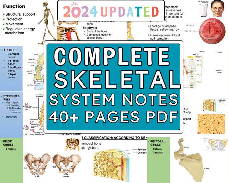 Skeletal System Notes 45 Pages With Cheat Sheet Intro to Skeletal ...