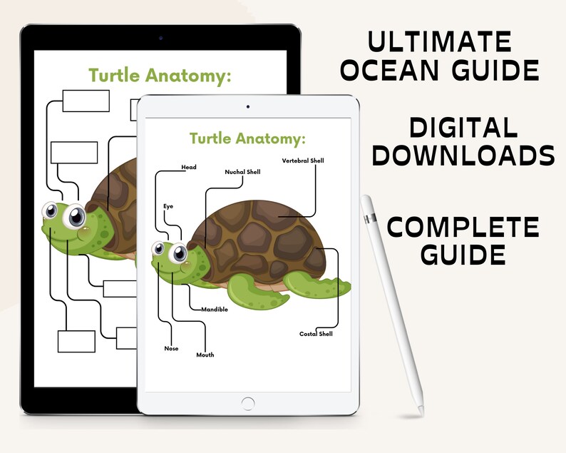 Ocean Unit Study 2024, Ocean Layers, Ocean Animals Study, Ocean ...