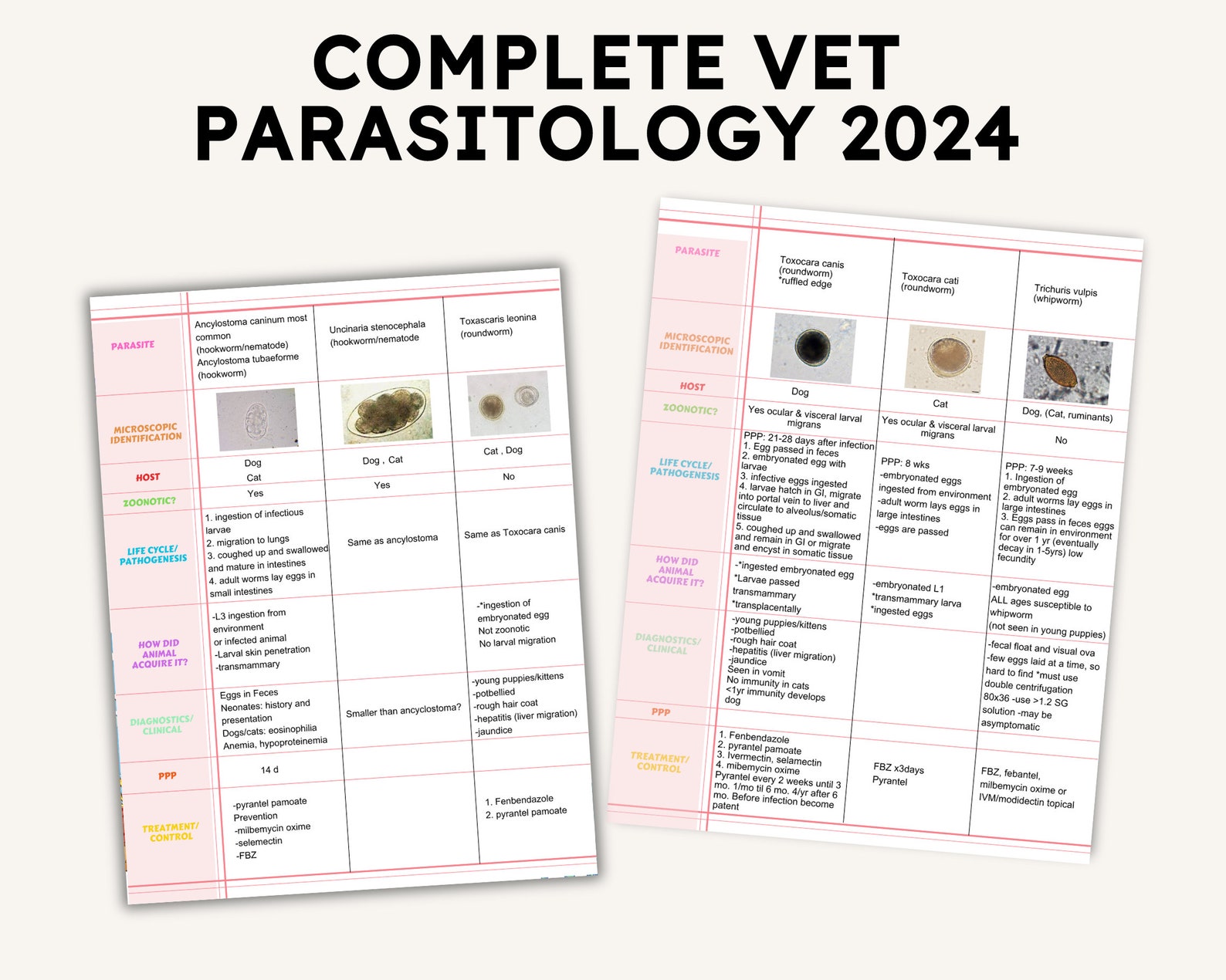 Veterinary Parasitology Study Guide: Vet Tech Notes Bundle (digital ...