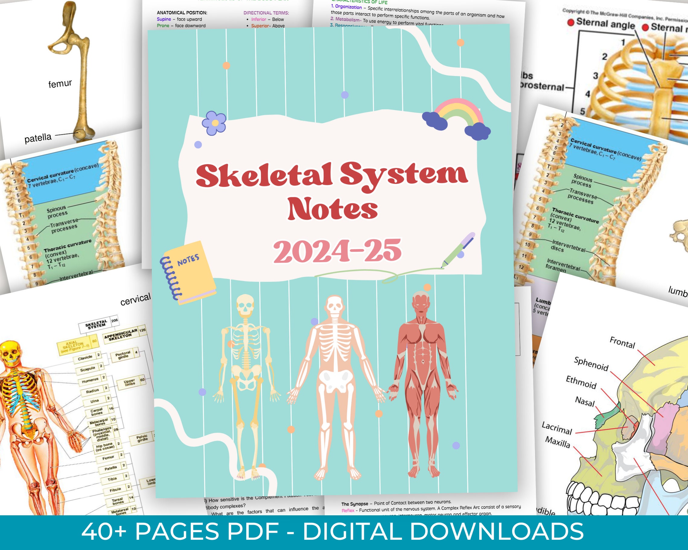 Skeletal System Notes 45 Pages With Cheat Sheet Intro to Skeletal ...