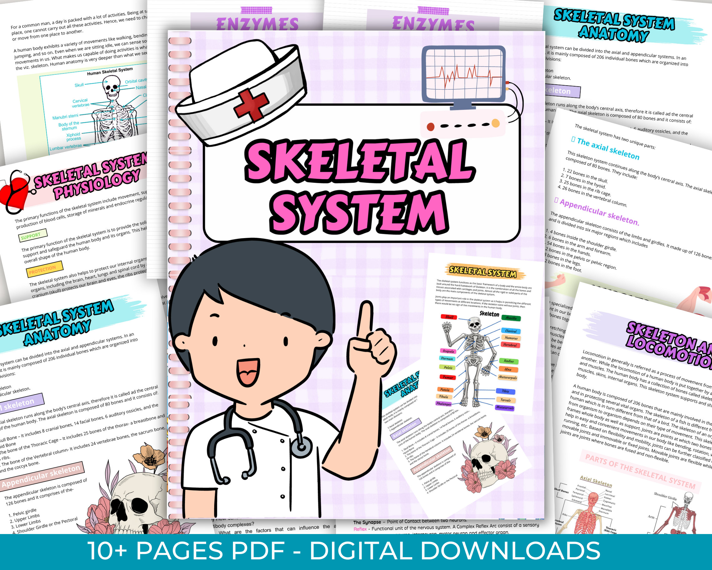Skeletal System Notes 45+ Pages With Cheat Sheet ~ Intro to Skeletal ...