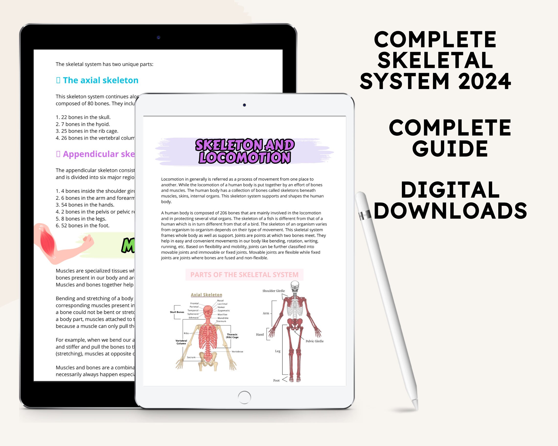 Skeletal System Notes 45+ Pages With Cheat Sheet ~ Intro to Skeletal ...