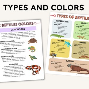 Reptiles Unit Study, Crocodile Unit Study, Turtle Unit Study, Reptiles ...