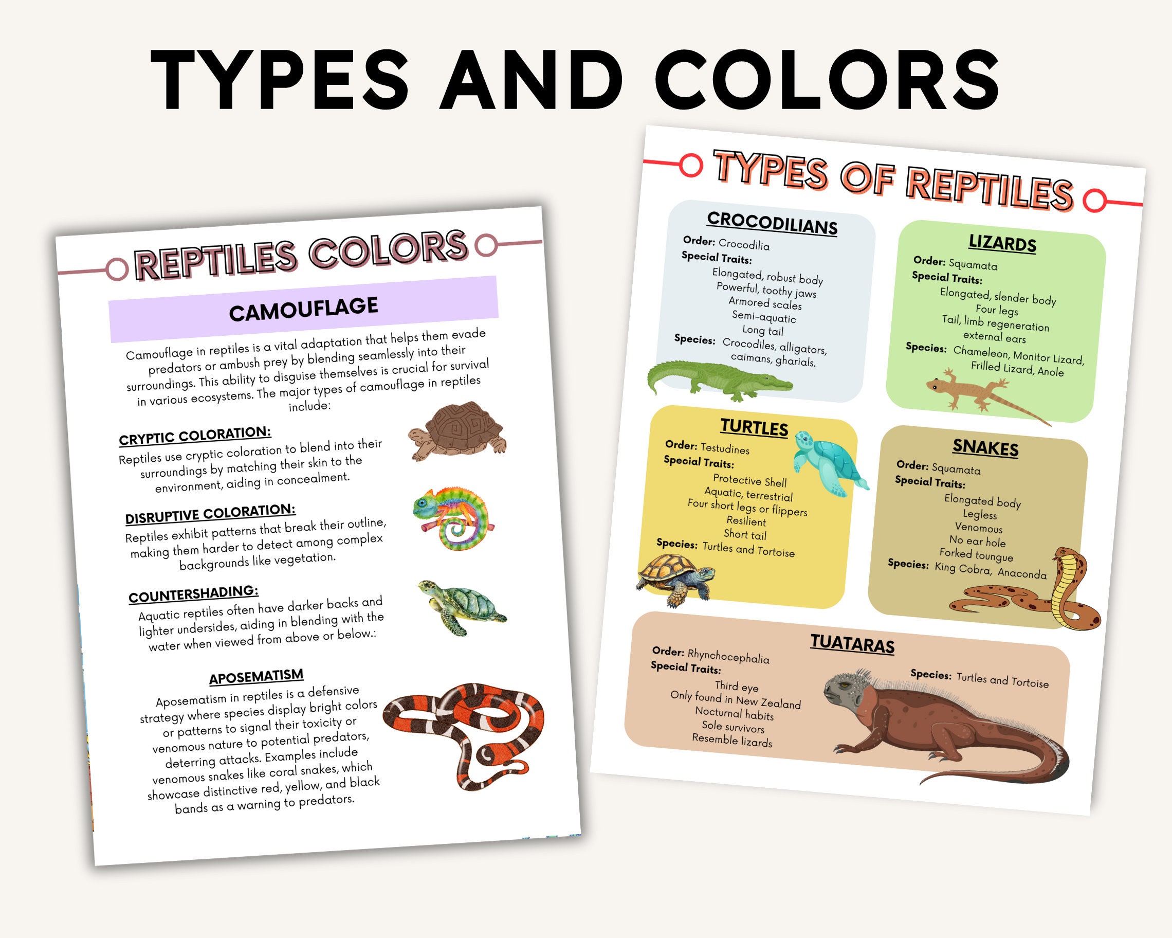 Reptiles Unit Study, Crocodile Unit Study, Turtle Unit Study, Reptiles ...