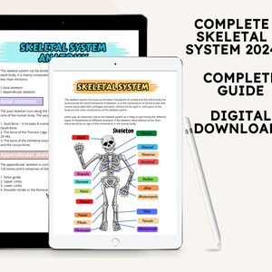 Skeletal System Notes: Anatomy Diagrams & Cheat Sheet (PDF) - Etsy