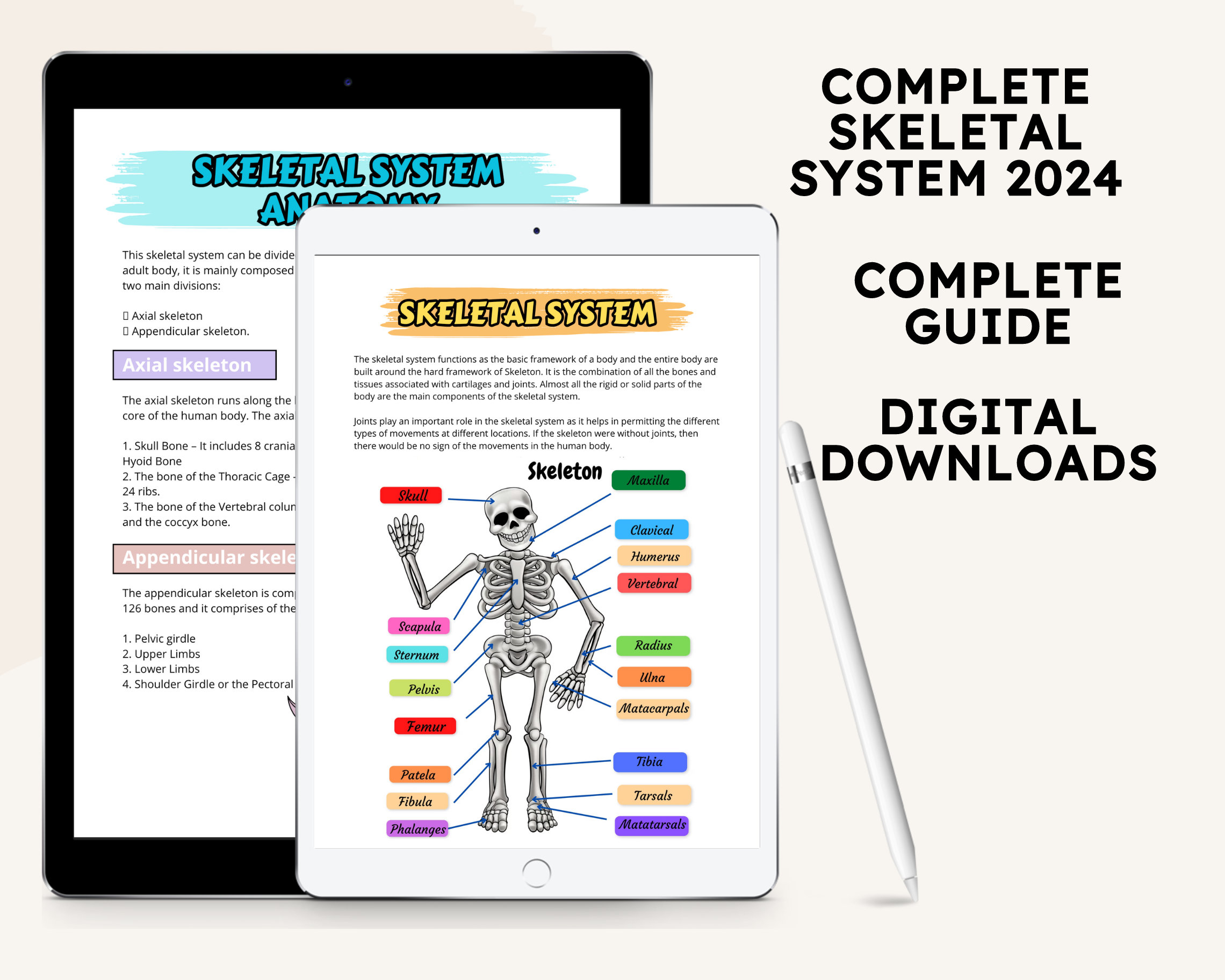 Skeletal System Notes: Anatomy Diagrams & Cheat Sheet (PDF) - Etsy