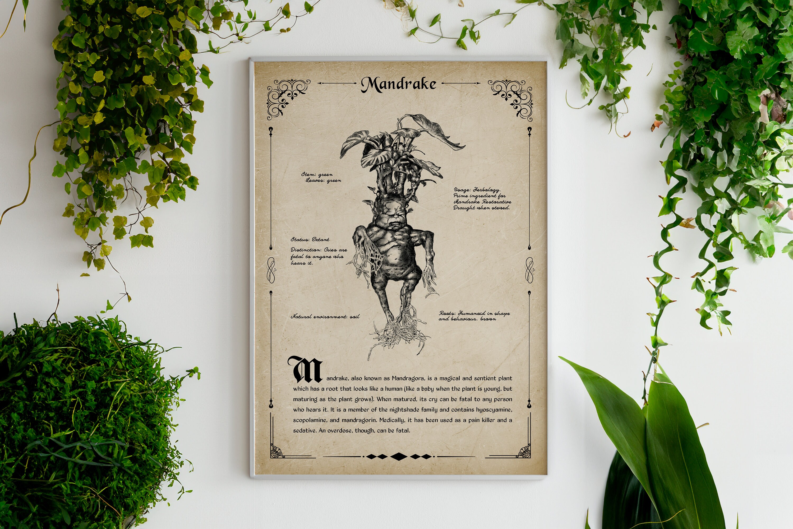 Mandrake Fantastic Beast Poster, Wizarding World, Herbology Class ...