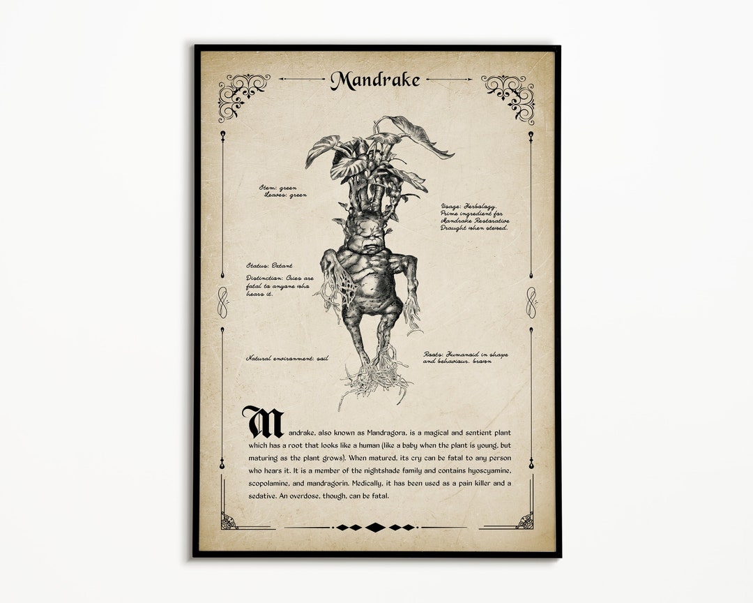 Mandrake Fantastic Beast Poster, Wizarding World, Herbology Class ...