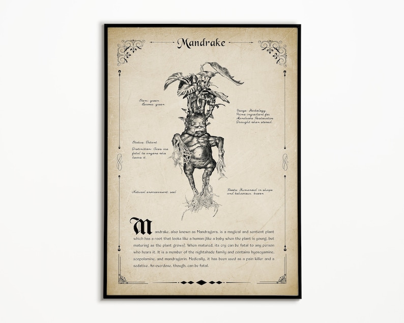 Mandrake Fantastic Beast Poster, Wizarding World, Herbology Class ...