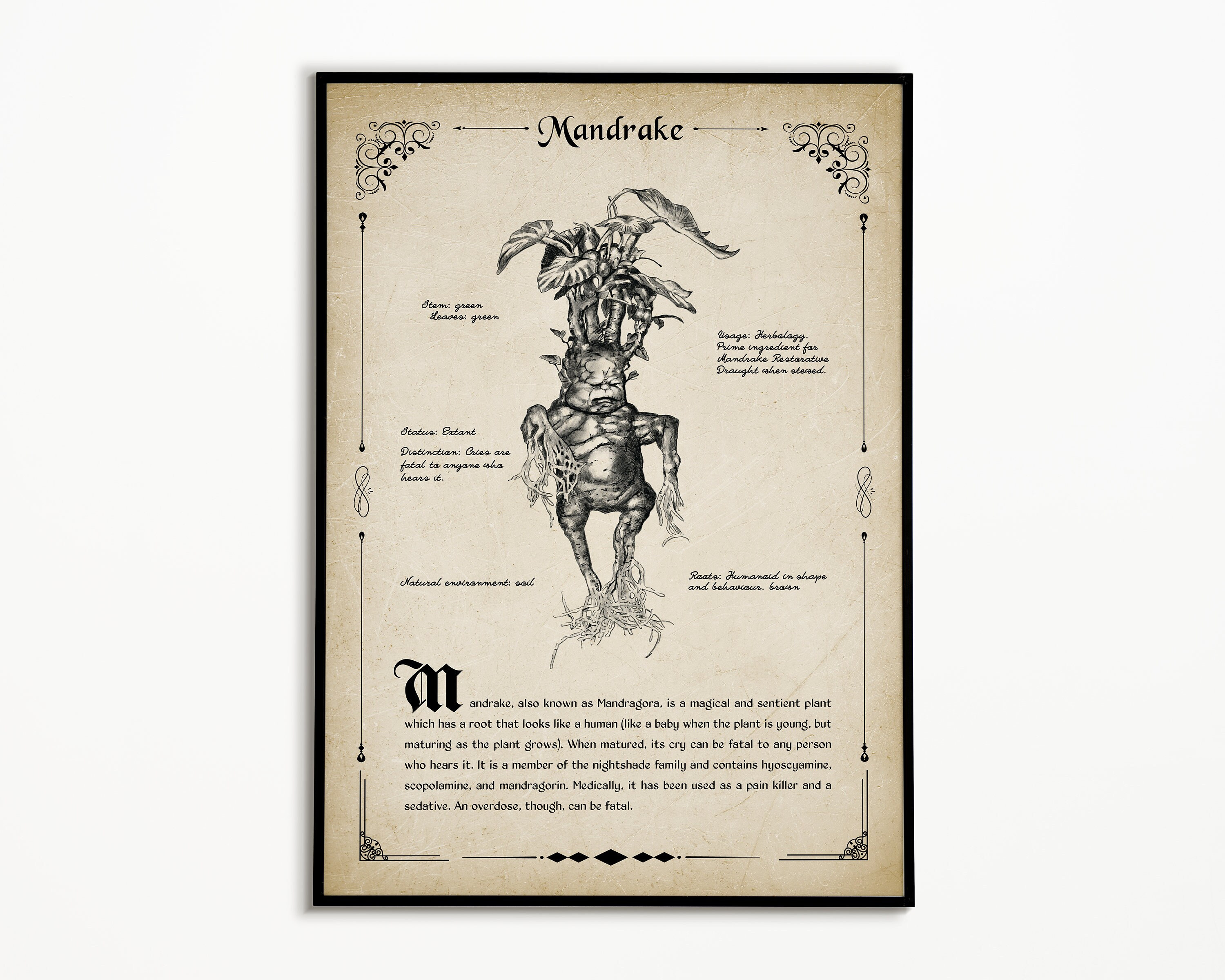 Mandrake Fantastic Beast Poster, Wizarding World, Herbology Class ...