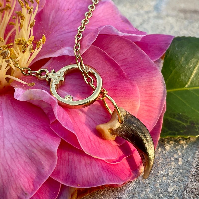 LittleCuriosityLab - Etsy