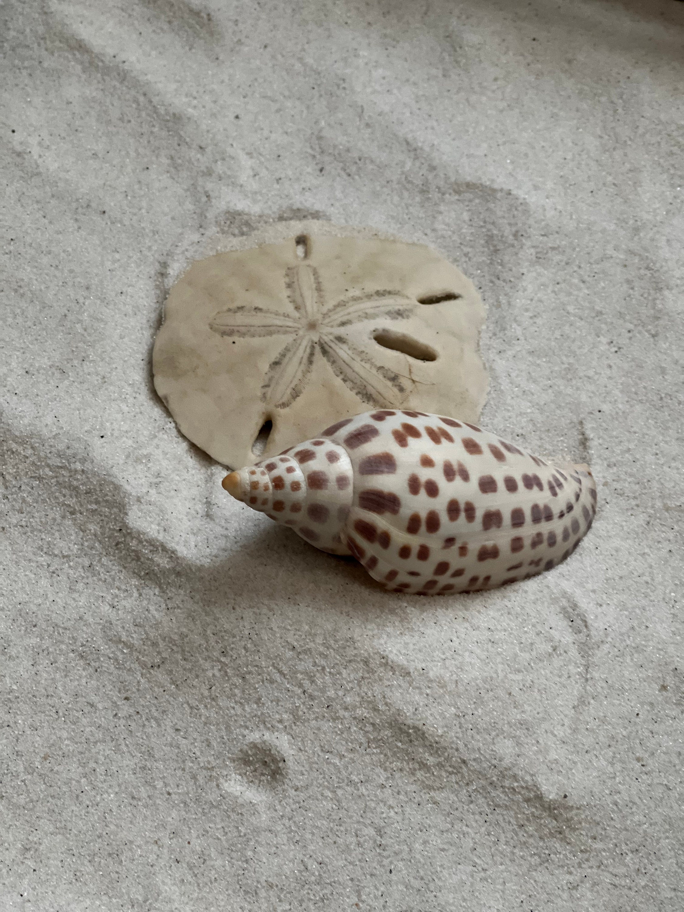 Junonia Shell - Etsy