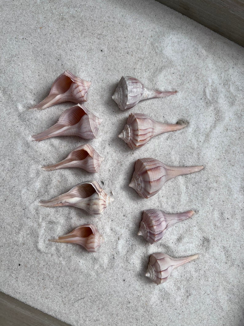 Lightning Whelk - Etsy