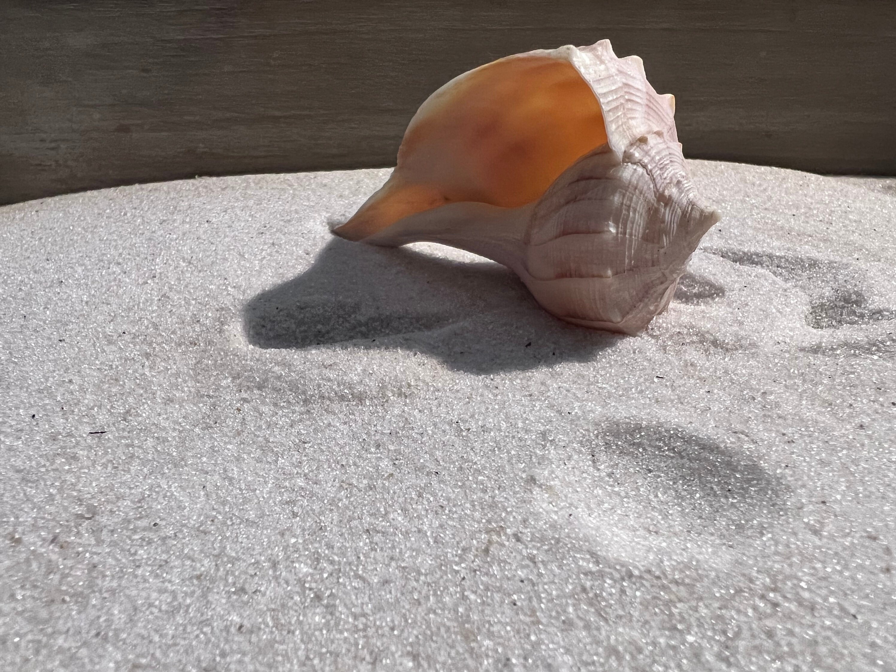 Lightning Whelk - Etsy