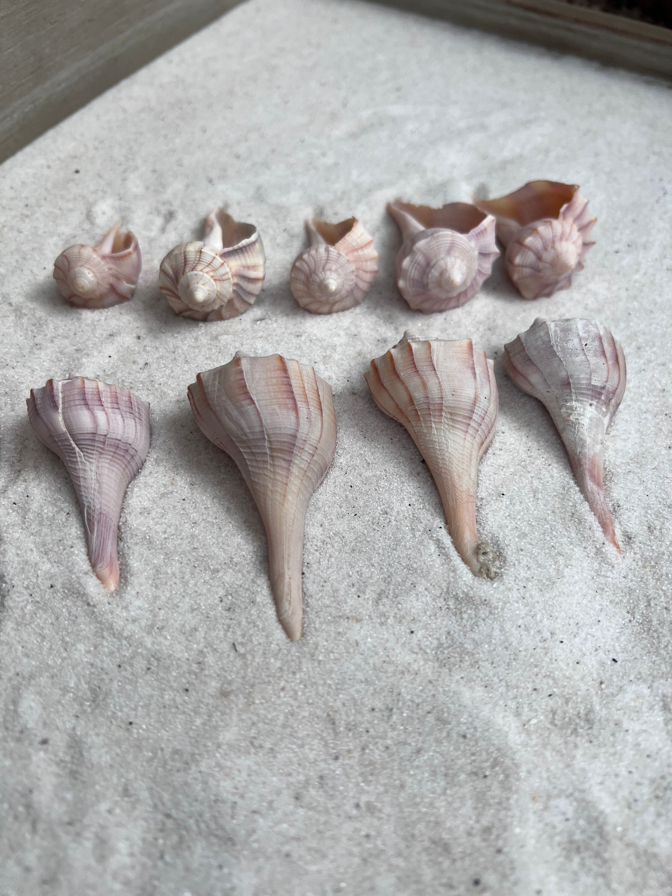 Lightning Whelk - Etsy