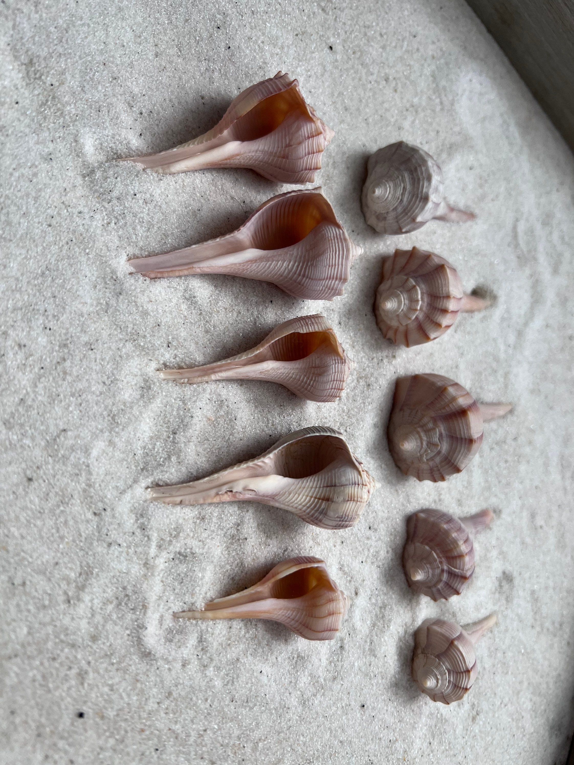 Lightning Whelk - Etsy