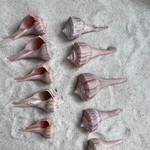 Lightning Whelk - Etsy