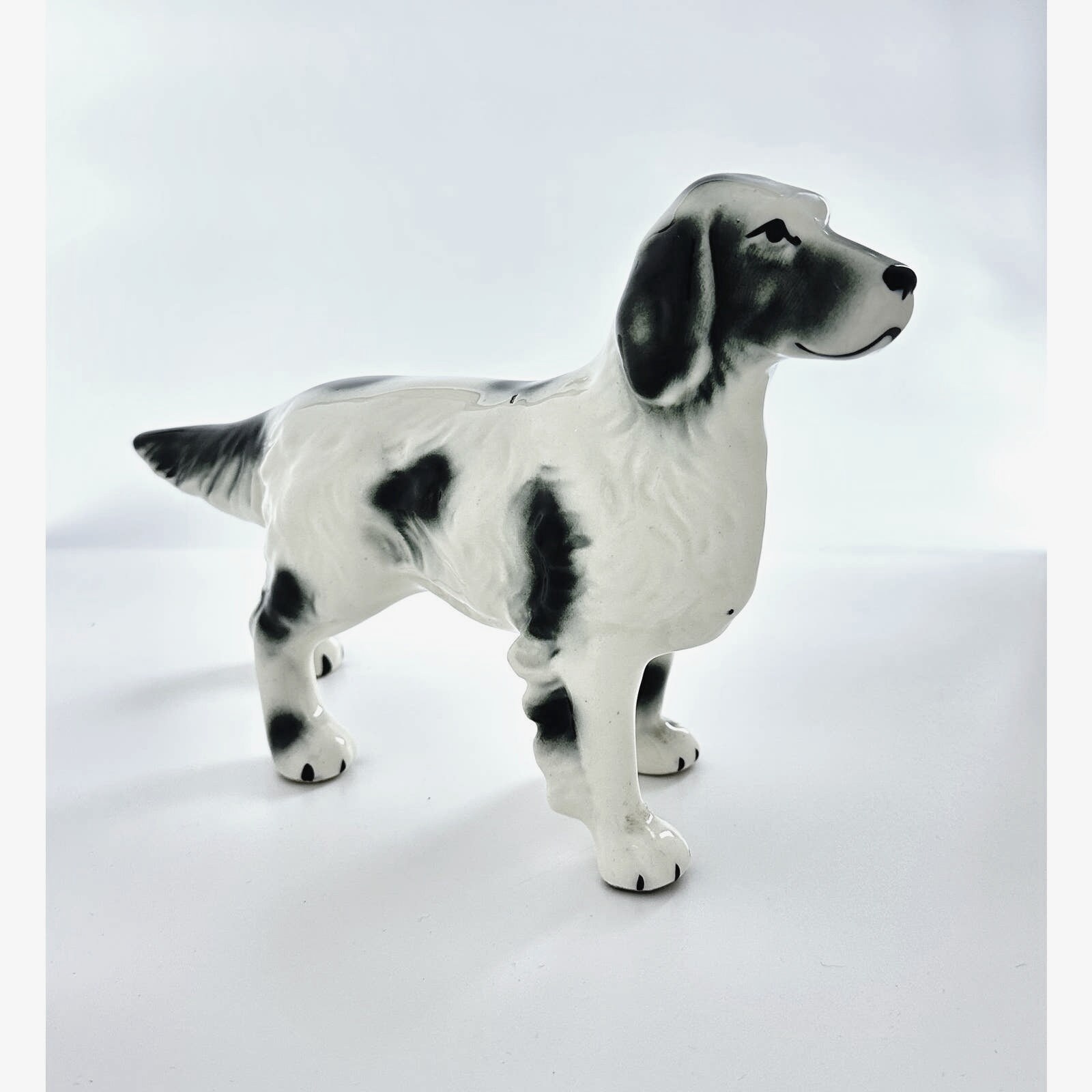 Black And White English Pointer Dog