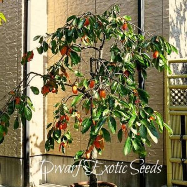 Dwarf Persimmon Tree - Etsy