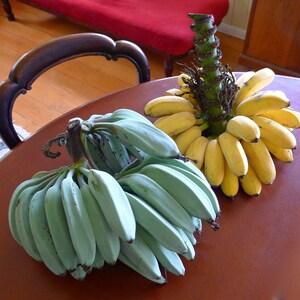 Non-gmo SEEDS – EXTREMELY Rare Dwarf “blue Java” Aka Ice Cream Banana ...