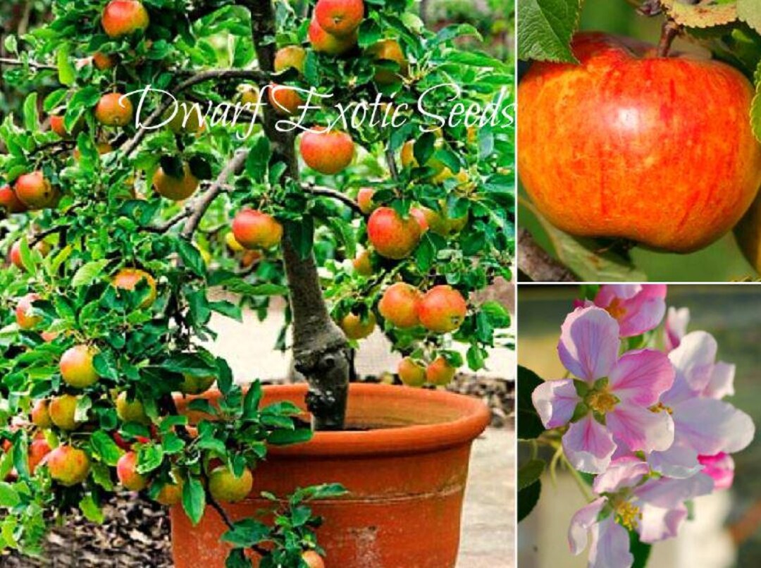 Non-gmo SEEDS - Attractive Compact Dwarf Fiesta Apple Tree “malus ...