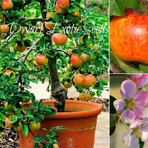 Non-gmo SEEDS - Attractive Compact Dwarf Fiesta Apple Tree “malus ...