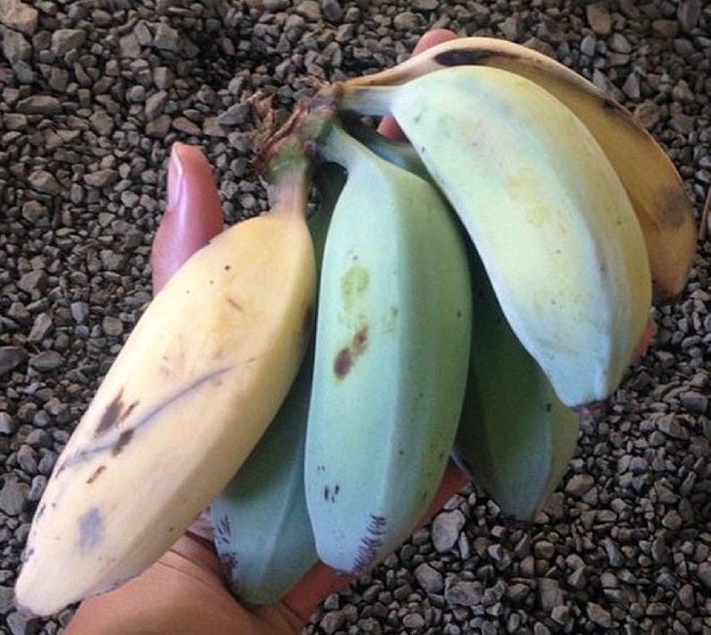 Non-gmo SEEDS – EXTREMELY Rare Dwarf “blue Java” Aka Ice Cream Banana ...