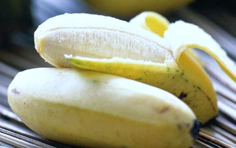 Non-gmo SEEDS – EXTREMELY Rare Dwarf “blue Java” Aka Ice Cream Banana ...