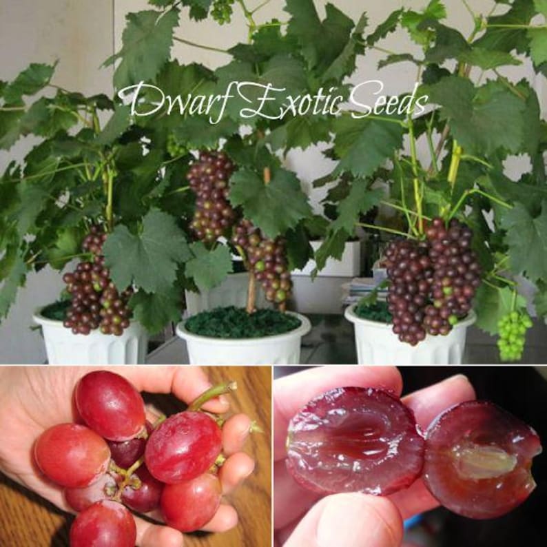 Non-gmo SEEDS - Dwarf Red Globe Grapes Easy Rapid Growth Indoor or ...