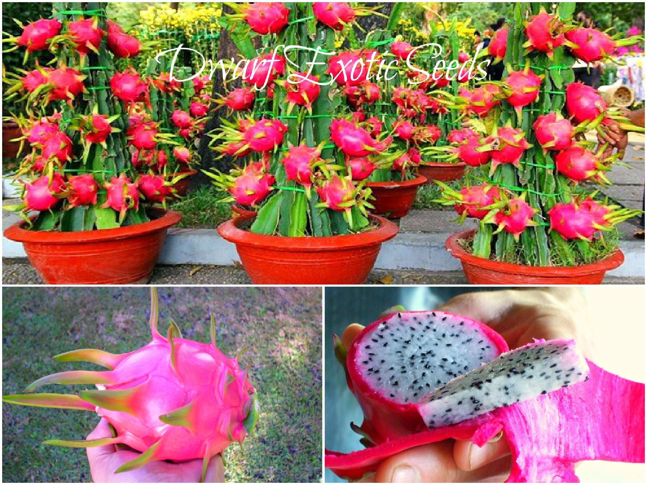 SEEDS Dwarf Pearl Pitaya Dragon Fruit. Natural Dwarf Grows 3 Feet Tall ...