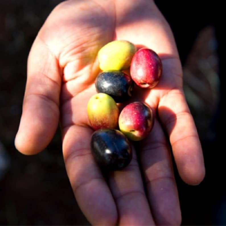 SEEDS RARE Bonsai Olive Tree cailletier for Small Garden - Etsy Canada