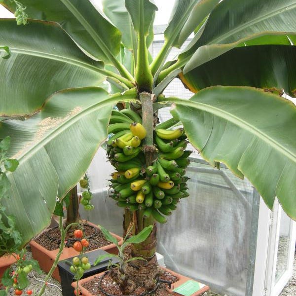 Maria Smith Model Uk Banana - Etsy Canada