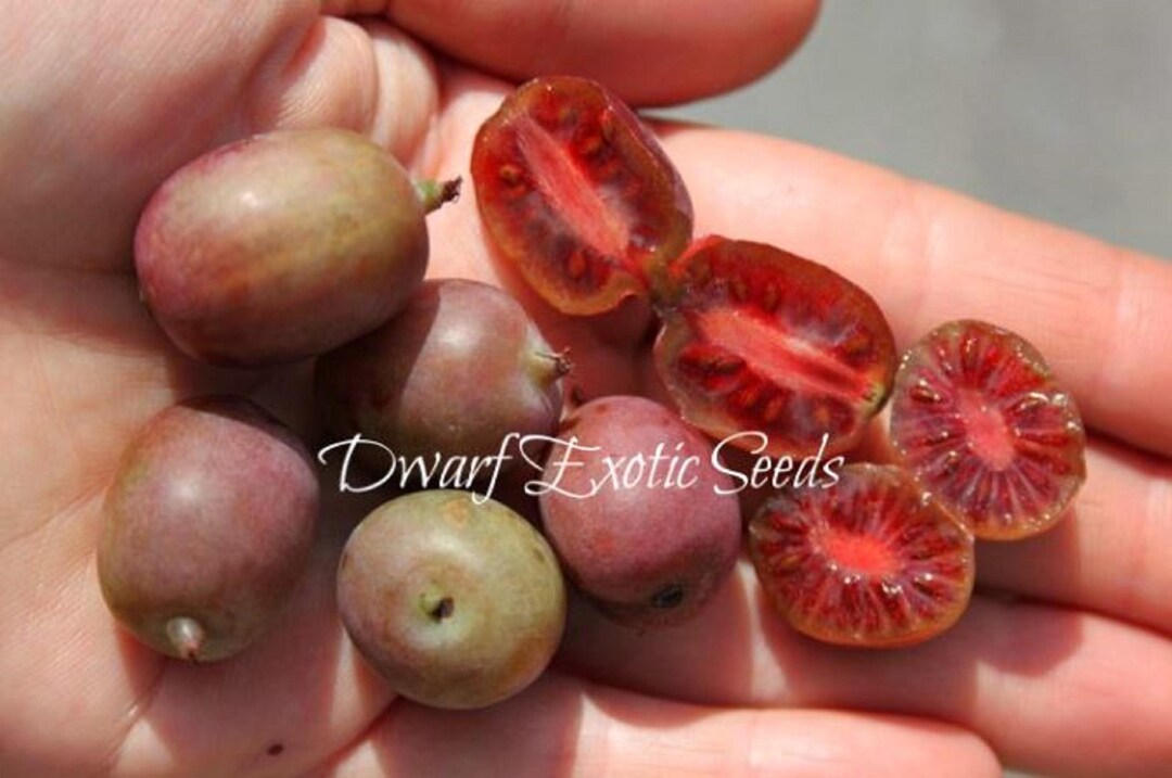 Non-gmo SEEDS - Very Hardy Kiwi Seeds at -35C, Red Kiwi Grape Size "mt ...