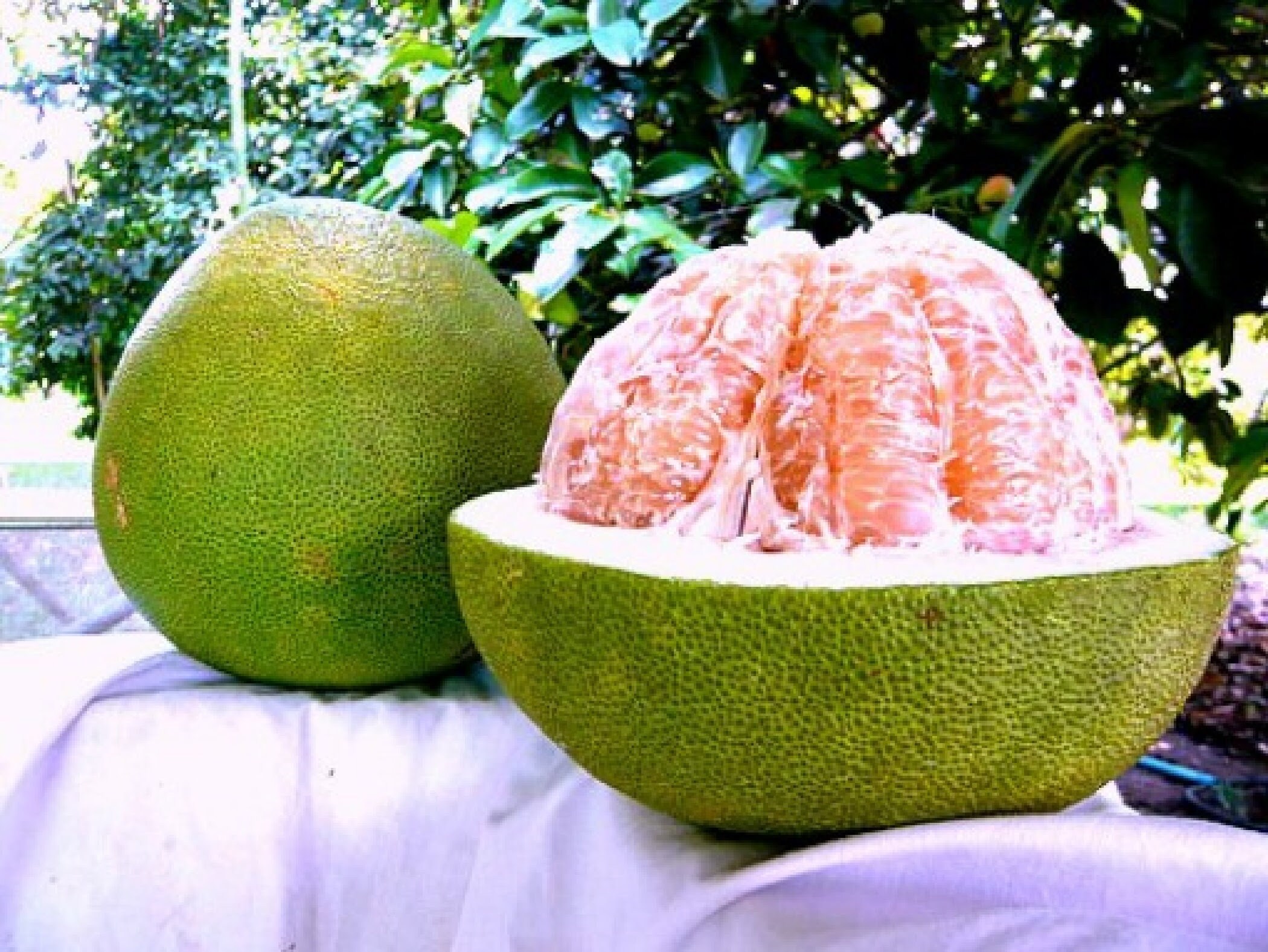SEEDS Dwarf Thai Sweet Pomelo or Pummelo citrus Maxima - Etsy Canada