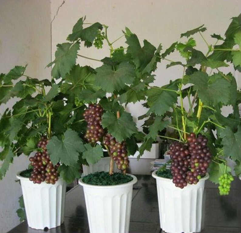 Non-gmo SEEDS Dwarf Red Globe Grapes Easy Rapid Growth Indoor or ...