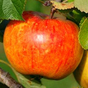 Non-gmo SEEDS - Attractive Compact Dwarf Fiesta Apple Tree “malus ...