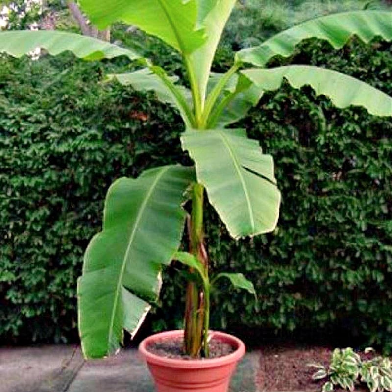 Ice Cream Banana Plant - Etsy