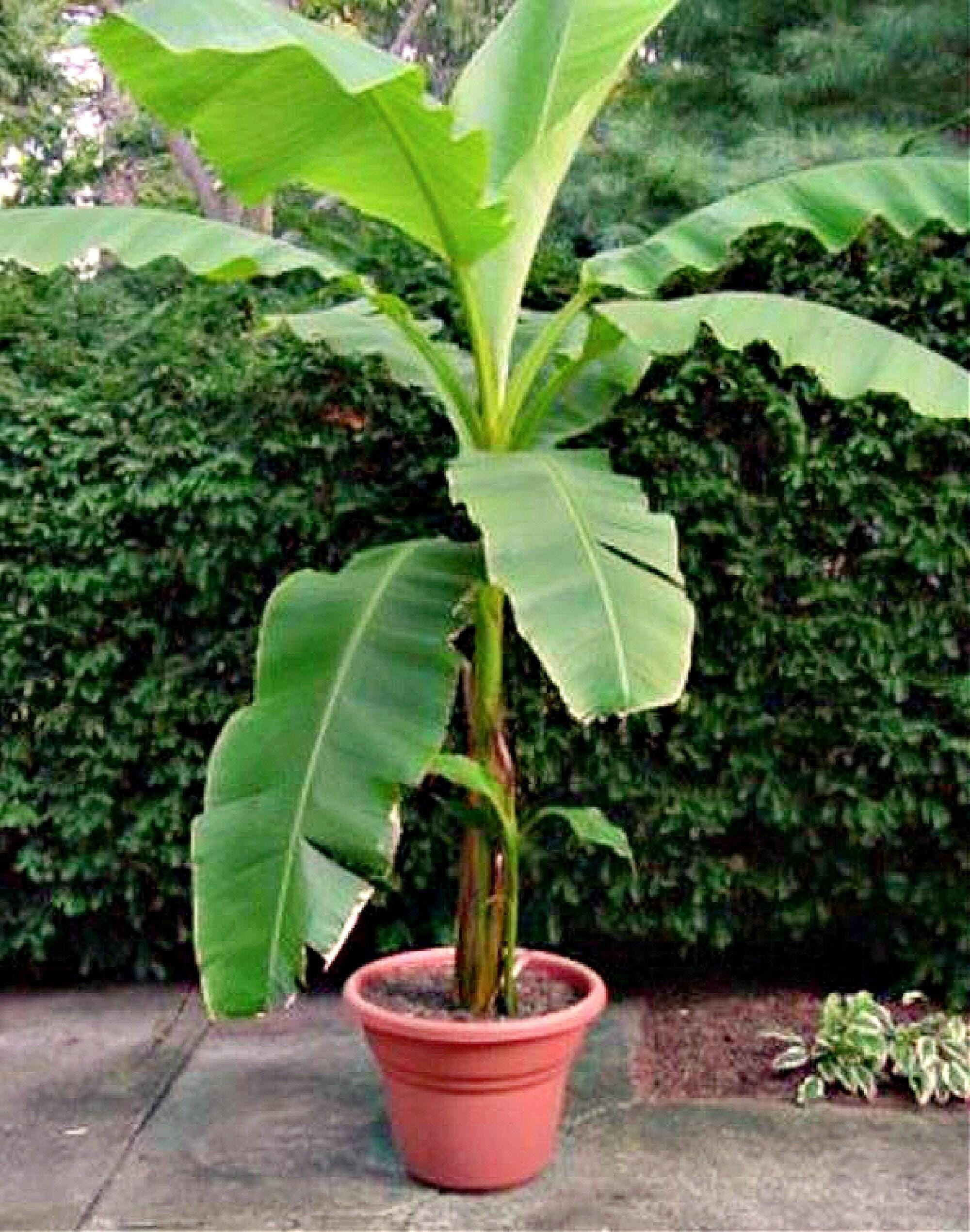 Non-gmo SEEDS – EXTREMELY Rare Dwarf “blue Java” Aka Ice Cream Banana ...