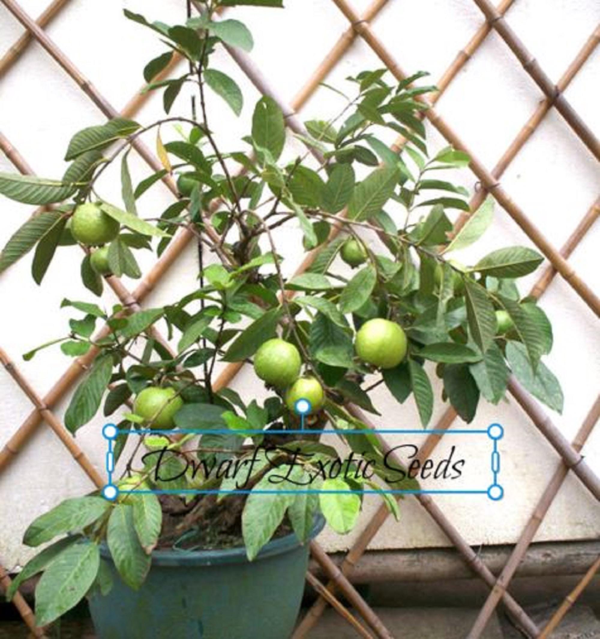 Non-gmo SEEDS - Dwarf Ruby Guava – “psidium Guajava” Thailand Exotic ...