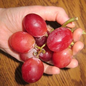 Non-gmo SEEDS - Dwarf Red Globe Grapes Easy Rapid Growth Indoor or ...
