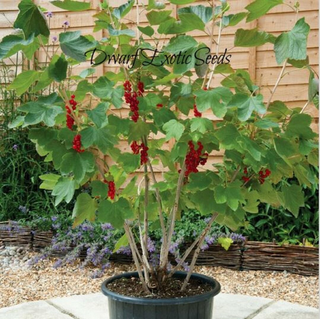 Non-gmo SEEDS - Compact Red Currant “red Lake” (ribes Nigrum) Heavy ...