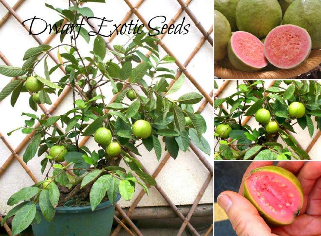 Non-gmo SEEDS Dwarf Ruby Guava psidium Guajava Thailand Exotic Tropical ...