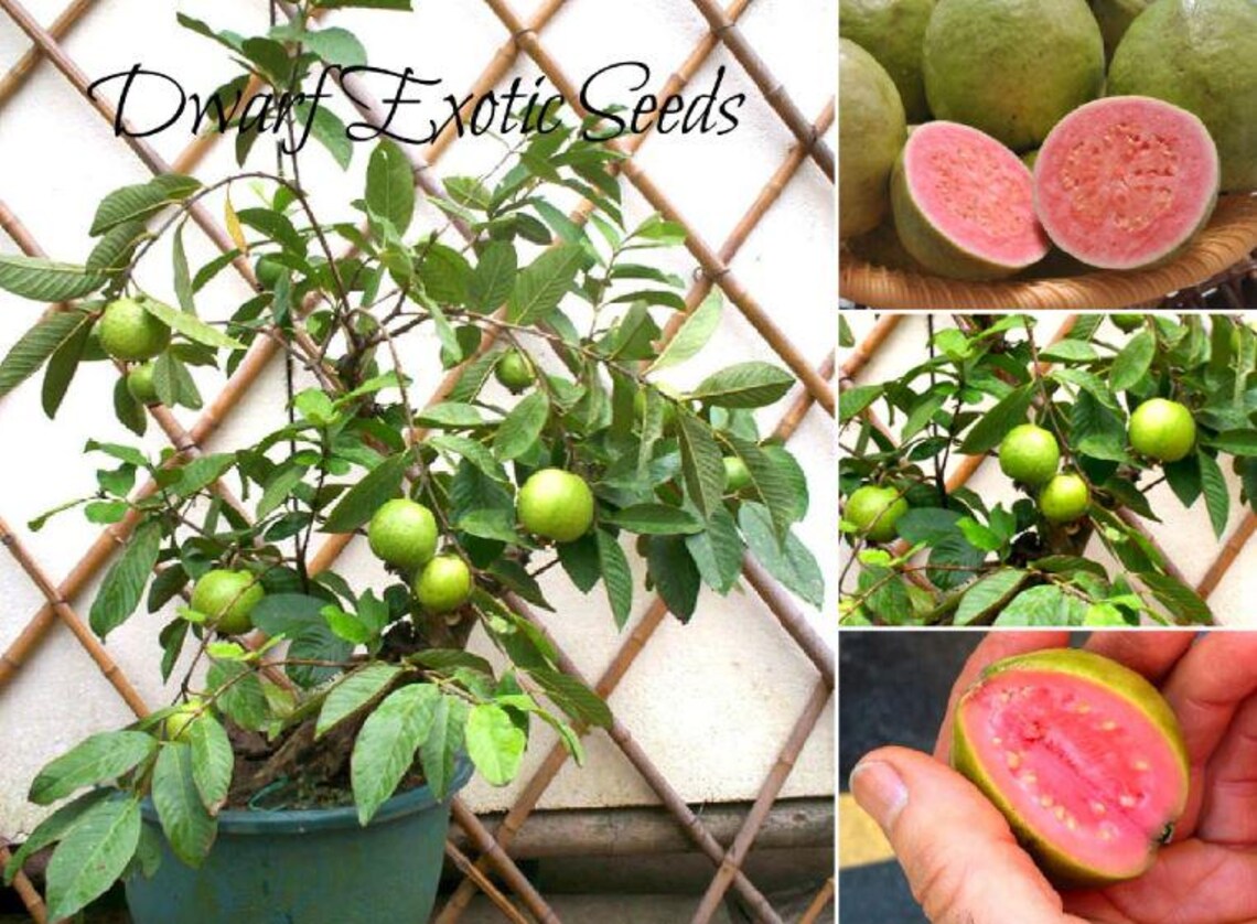 Non-gmo SEEDS Dwarf Ruby Guava psidium Guajava Thailand Exotic Tropical ...